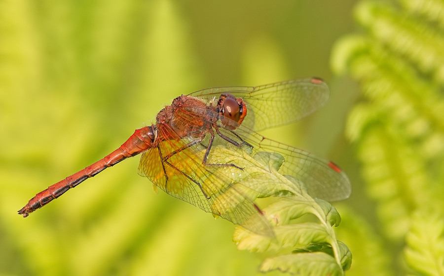 Libélula de alas amarillas (Invertebrados del Parque Natural de L'Alt ...