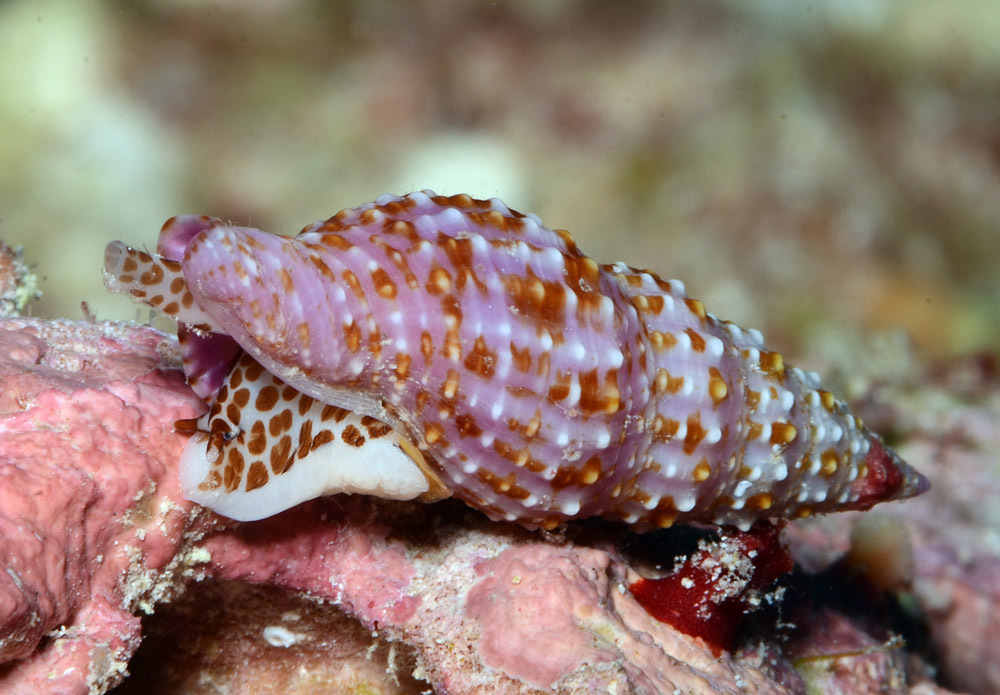Prodotia iostoma (Gray, 1833)
