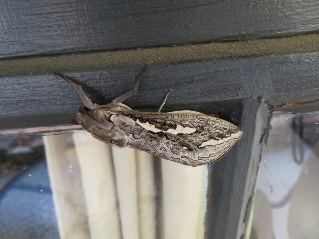 Red-gum Ghost Moth from Hahndorf SA 5245, Australia on April 03, 2022 ...