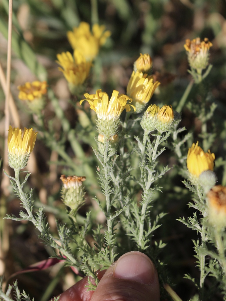 Spiny Goldenweed from Hale County, TX, USA on May 25, 2018 at 09:33 AM ...