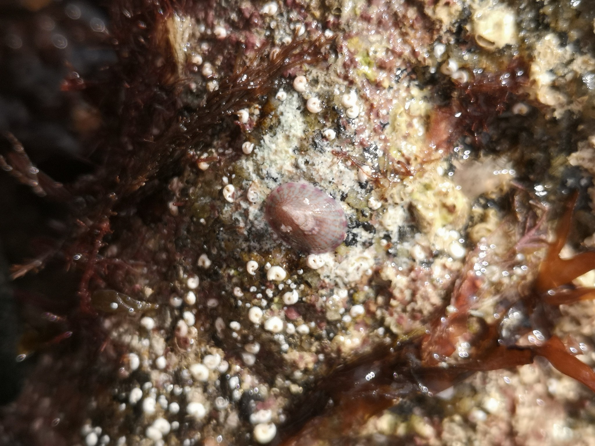 Tectura virginea (O.F.Müller, 1776)