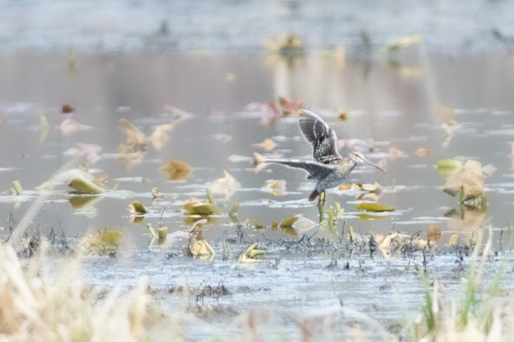 Wilson's Snipe from Columbiana County, OH, USA on April 2, 2022 at 02: ...