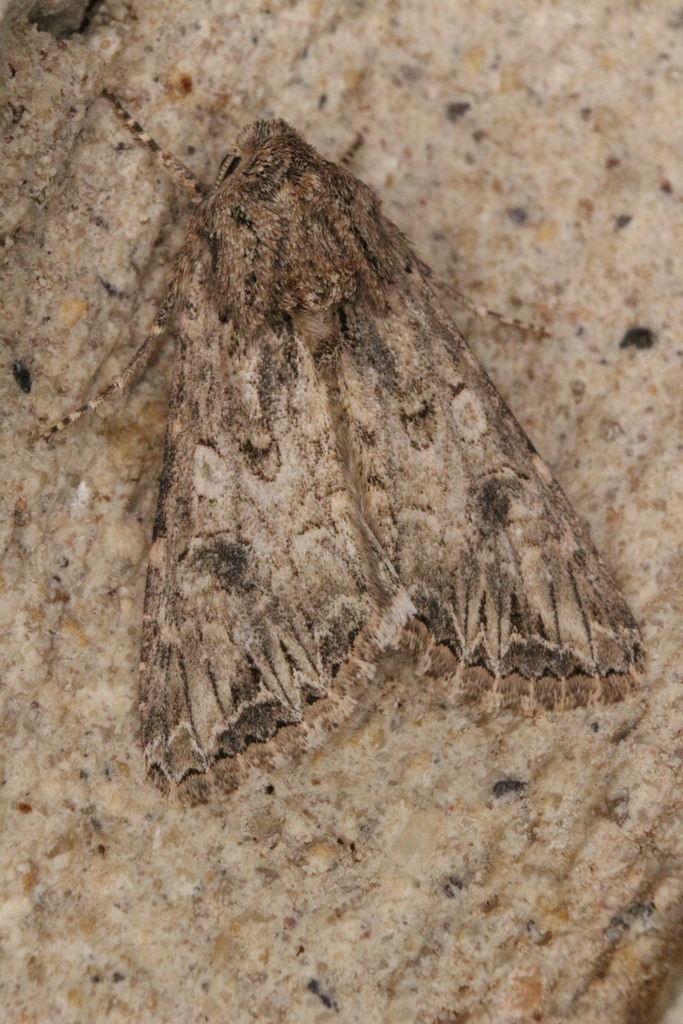 Nutmeg Moth from Crosby County, TX, USA on 02 April, 2022 at 07:32 PM ...