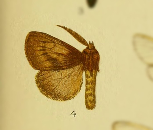 Paracles tolimensis · iNaturalist