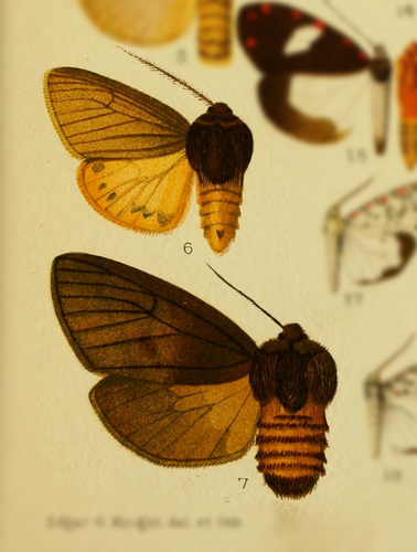 Paracles gigantea · iNaturalist