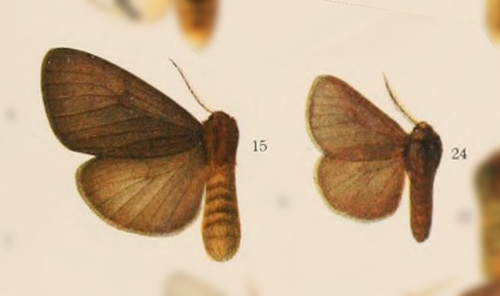 Paracles palmeri · iNaturalist
