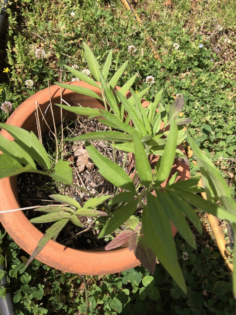grey-headed coneflower from US-176, Pomaria, SC, US on April 3, 2022 at ...