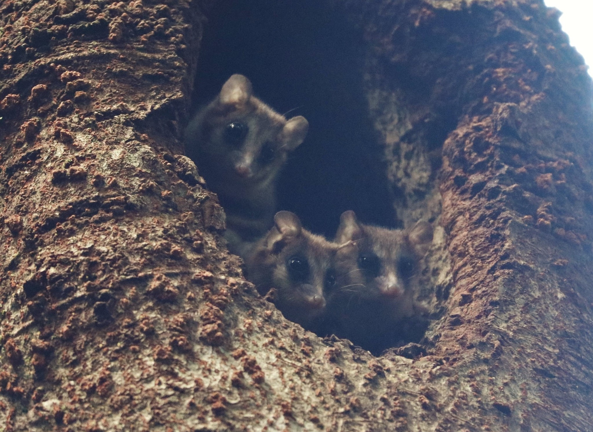 Dromiciops gliroides Thomas, 1894