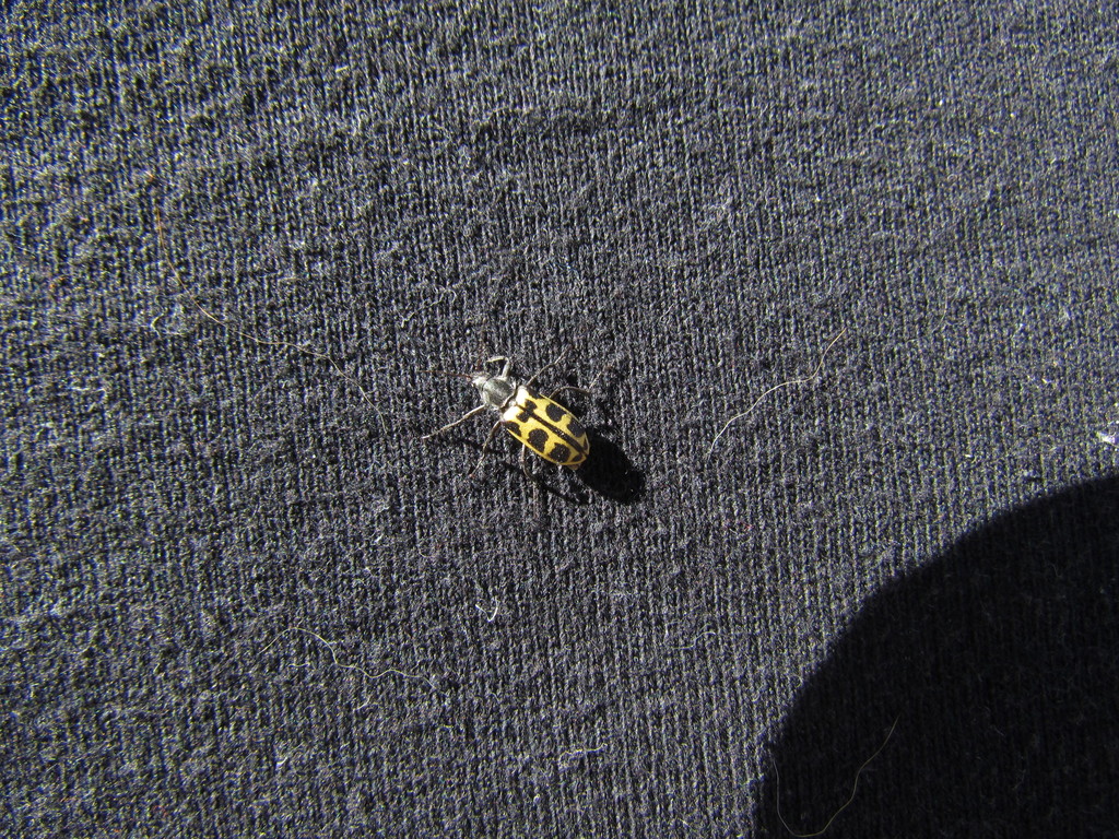 Spotted Maize Beetle from Puerto Madero, CABA, Argentina on April 02 ...