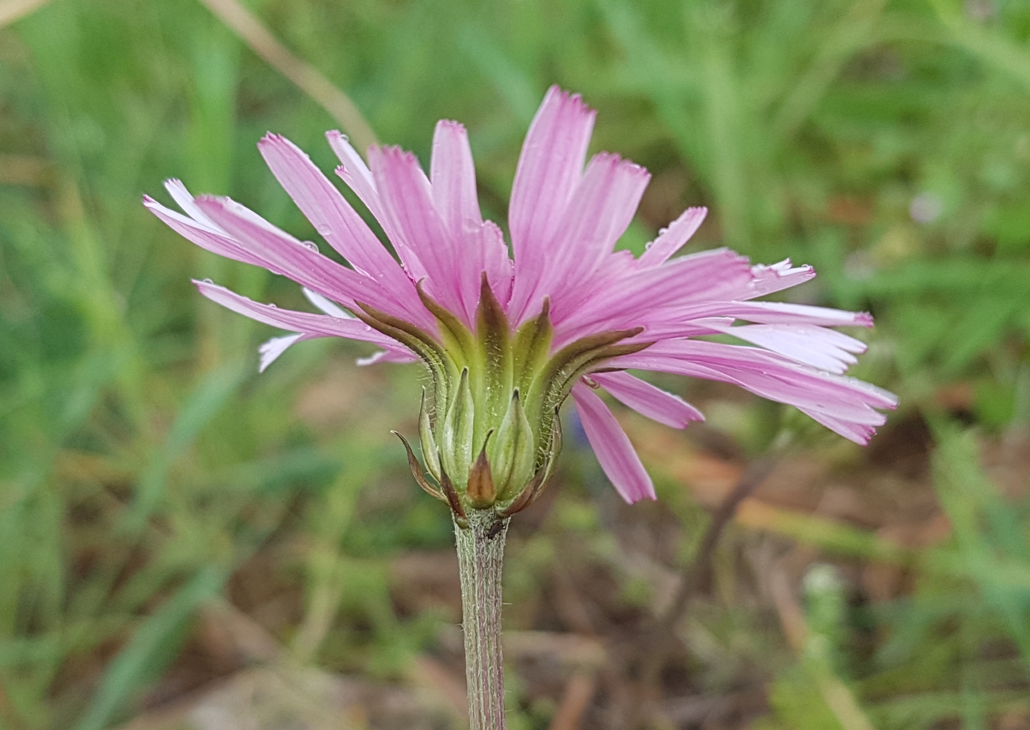 Crepis rubra L.