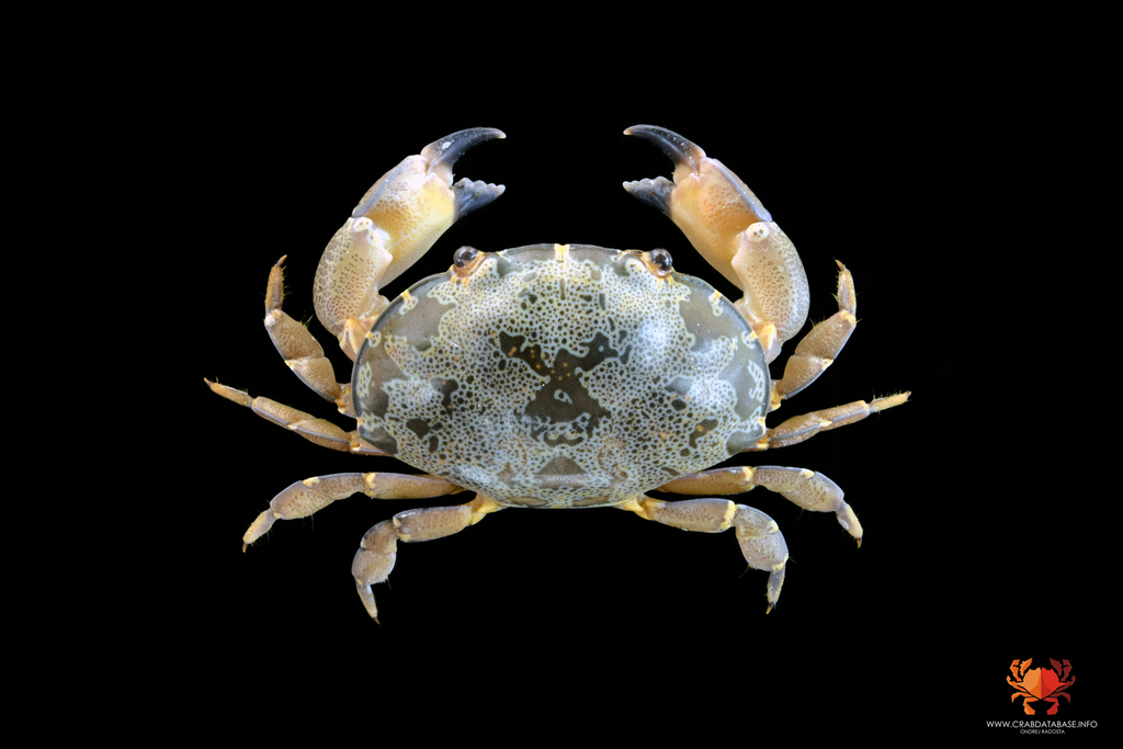 Floral Egg Crab (Marine invertebrates of Randwick costal area: Coogee ...