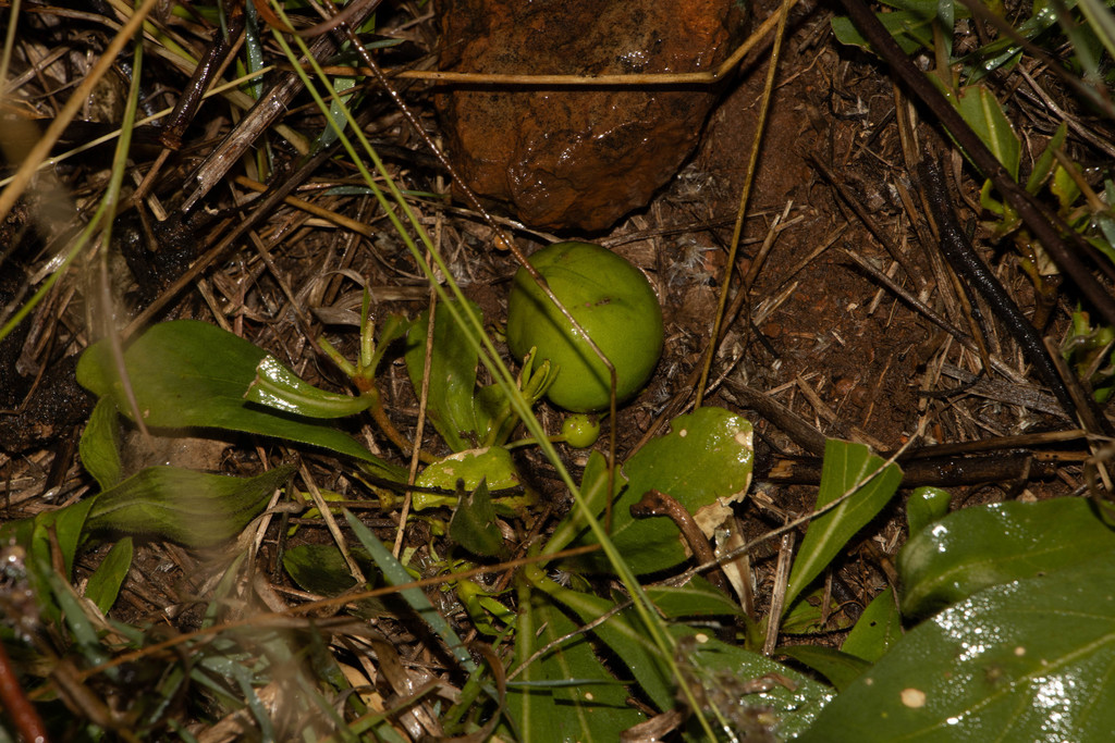 Sand Apple from Hartspad plaas on April 2, 2022 at 06:40 PM by Jonathan ...