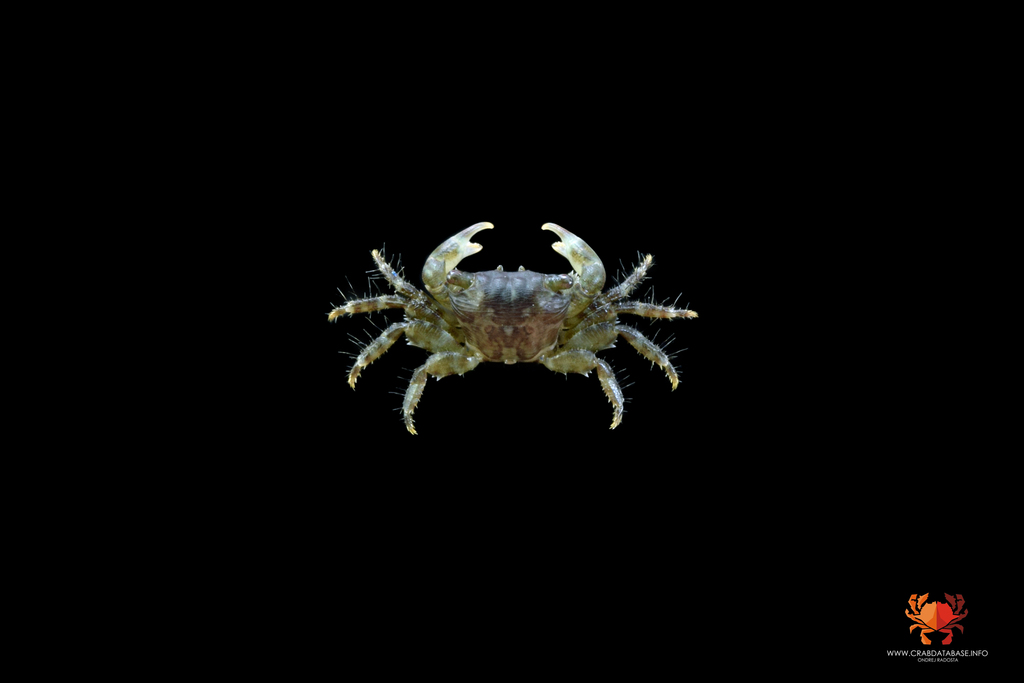 Tiny Rock Crab (Decapoda (crabs) of the British Indian Ocean Territory ...