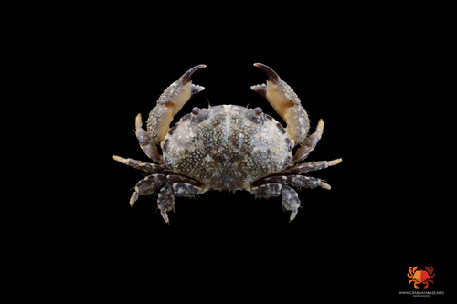 Genus Platypodia · iNaturalist