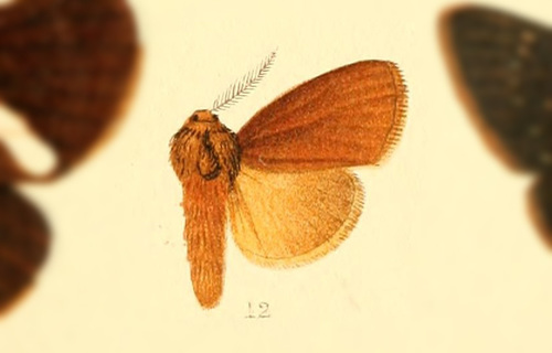 Paracles ubiana · iNaturalist