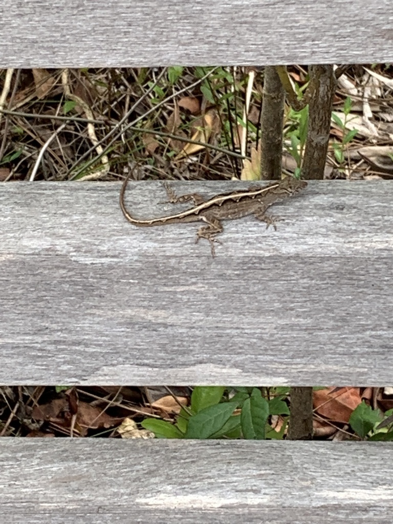 Brown Anole from West Palm Beach, FL, US on April 03, 2022 at 01:17 PM by psgray13 · iNaturalist