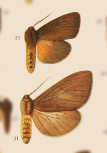 Paracles vivida · iNaturalist