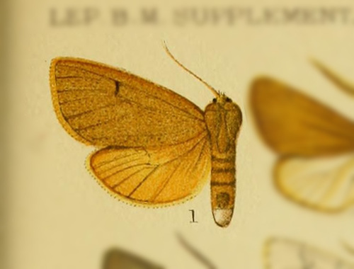Paracles uniformis · iNaturalist United Kingdom