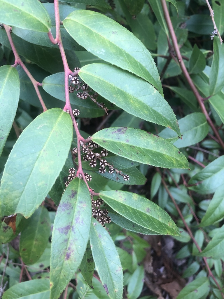 doghobble from Tellico River, Tellico Plains, TN, US on April 02, 2022 ...