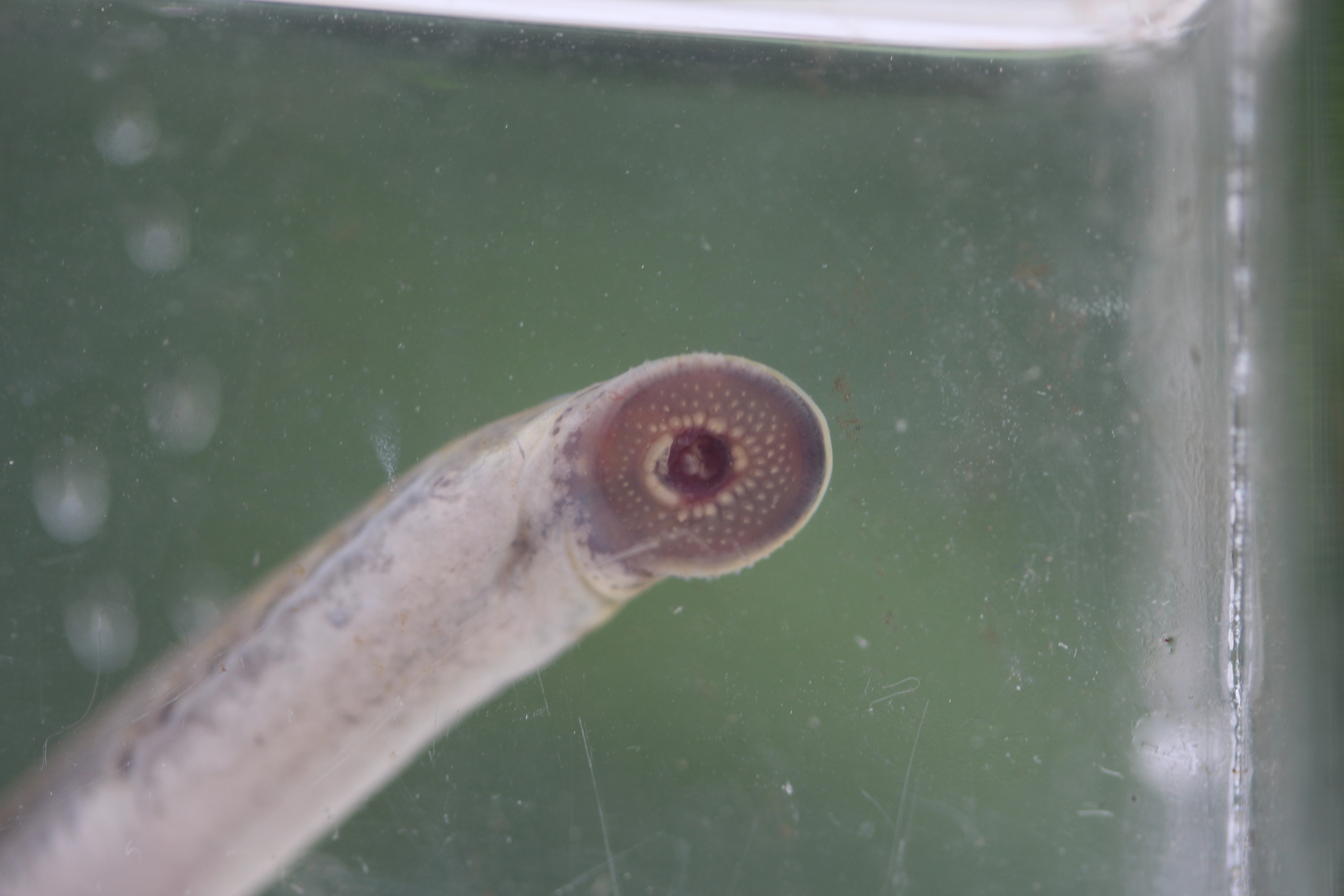 Ichthyomyzon fossor Reighard & Cummins, 1916