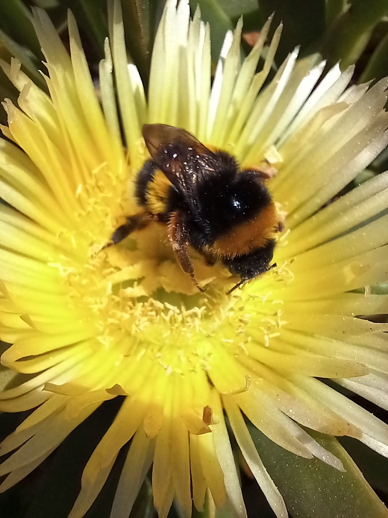 Buff-tailed Bumble Bee from Praia das Maçãs on April 3, 2022 at 02:26 ...