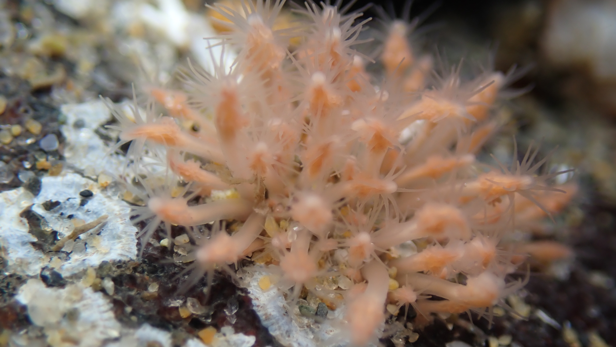 Clava multicornis (Forsskål, 1775)