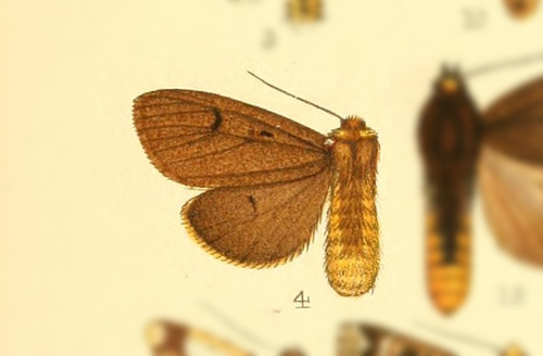 Paracles persimilis · iNaturalist