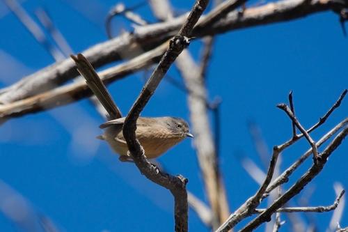 Subspecies Chamaea fasciata henshawi · iNaturalist