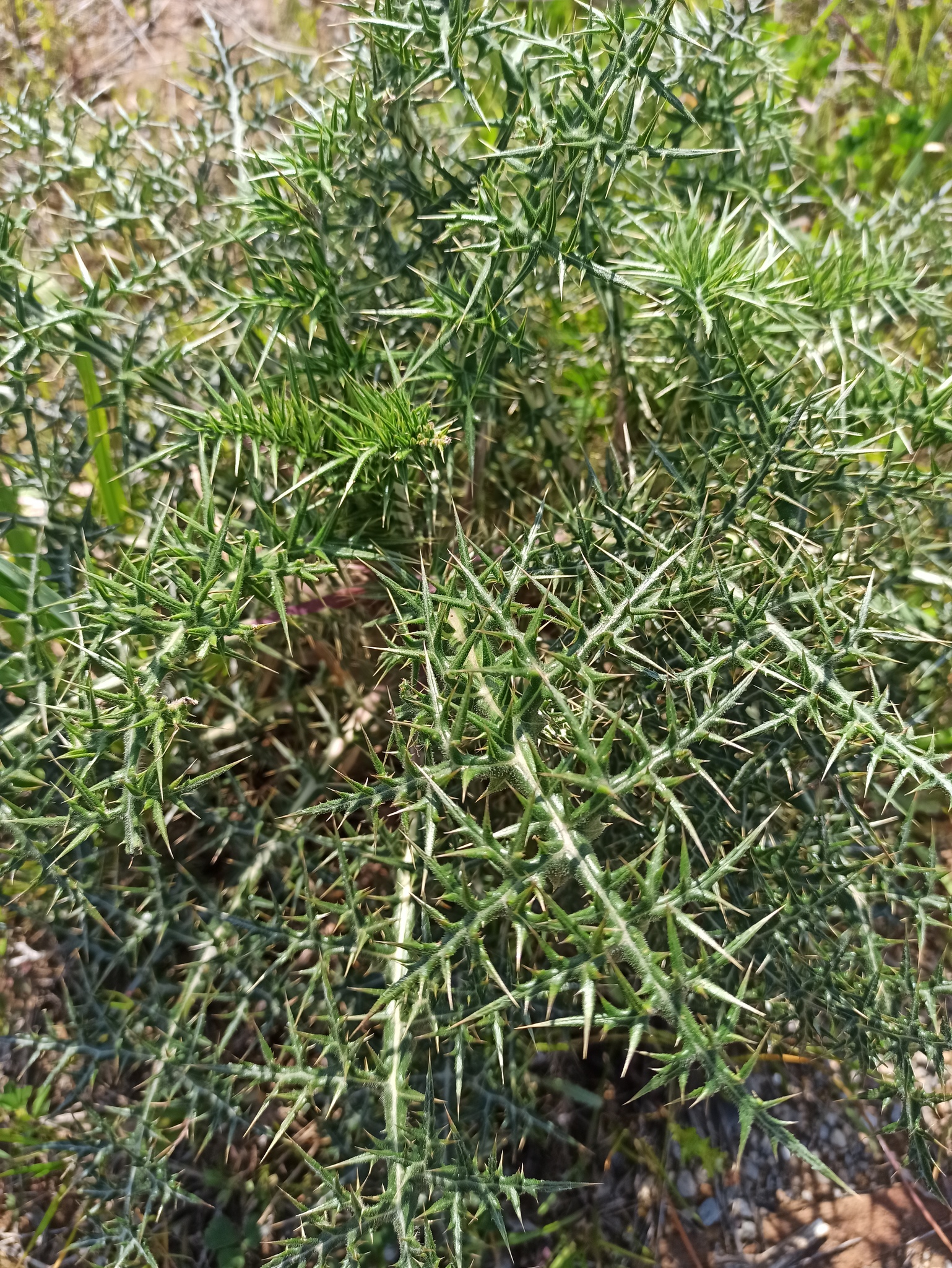 Echinops spinosissimus Turra