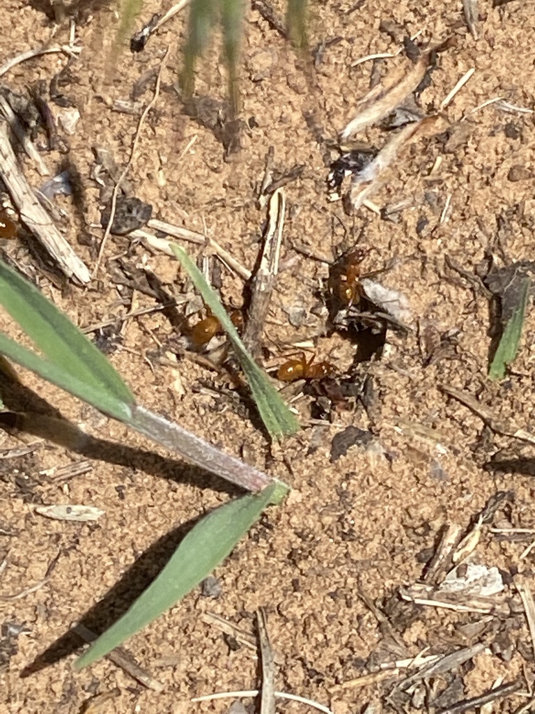 pallidefulva-group Field Ants from David Fort Rd, Argyle, TX, US on ...
