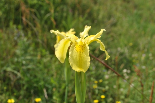 Yellow-flowered Iris (Iris wilsonii) · iNaturalist