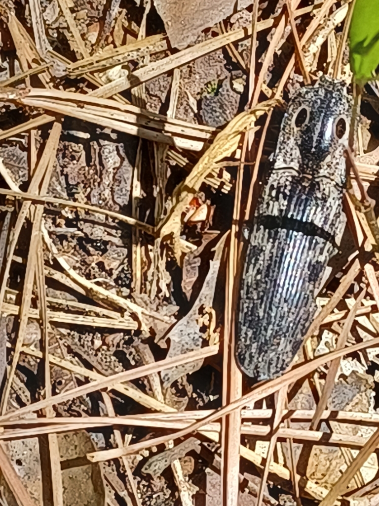 Small-eyed Click Beetle from Madison, MS 39110, USA on April 03, 2022 ...