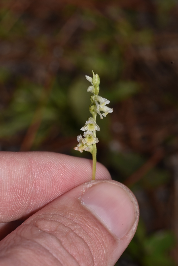 Texas Ladies-tresses in December 2018 by Jake Antonio Heaton · iNaturalist