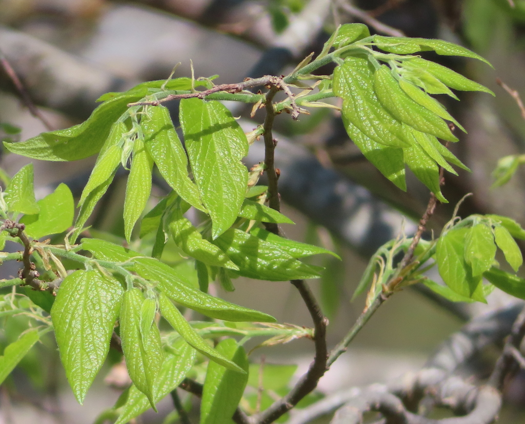 netleaf hackberry from Williamson County, TX, USA on April 03, 2022 at ...