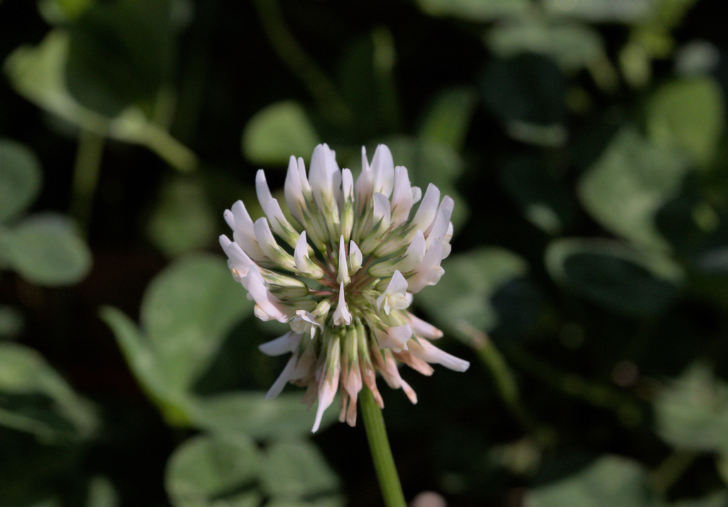 white clover from Bay City, TX 77414, USA on March 20, 2022 at 10:22 AM ...