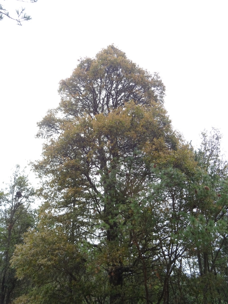 Quercus affinis from Diecinueve de Enero, 67960 Gral Zaragoza, N.L ...