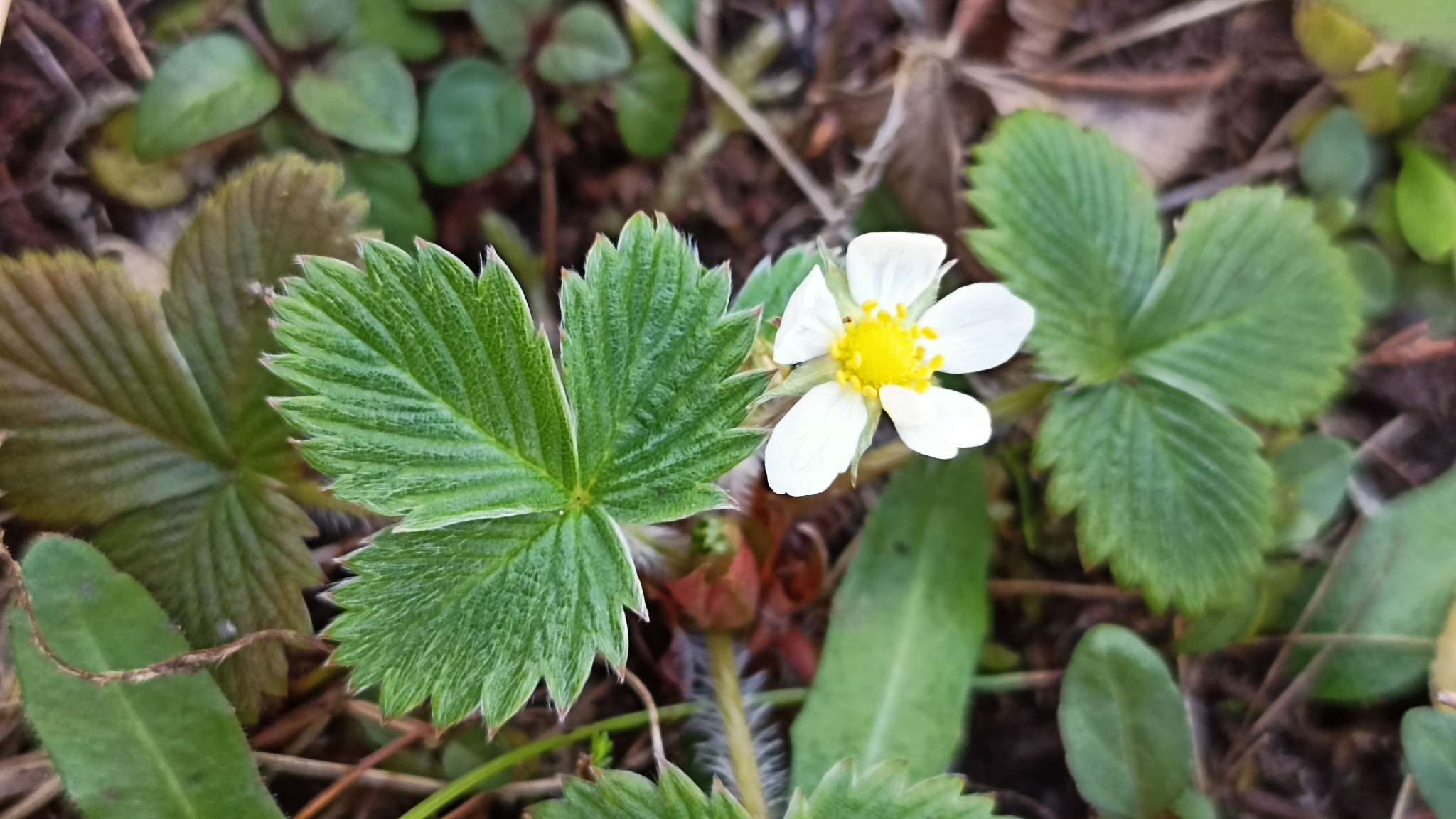Fragaria vesca subsp. vesca