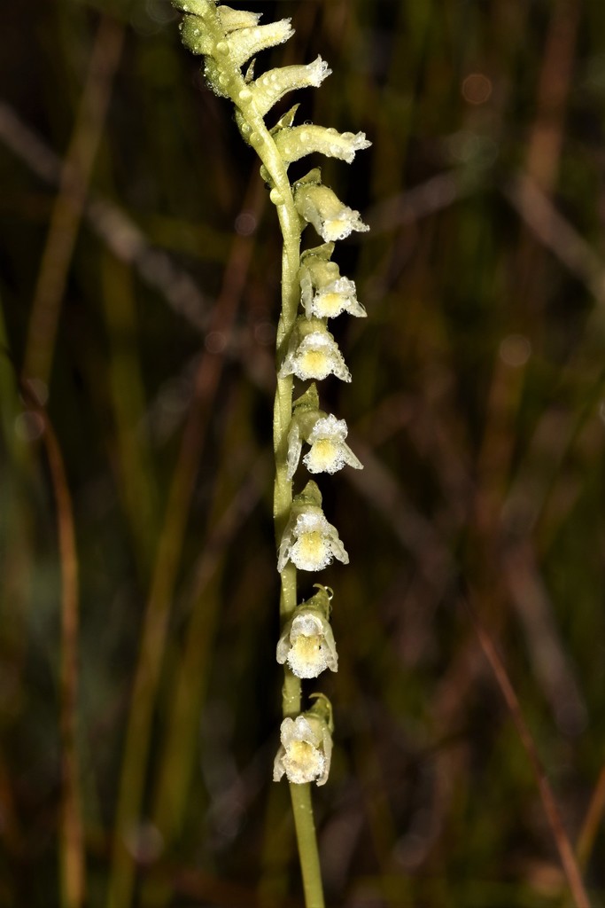 Spiranthes brevilabris floridana in April 2018 by Jake Antonio Heaton ...