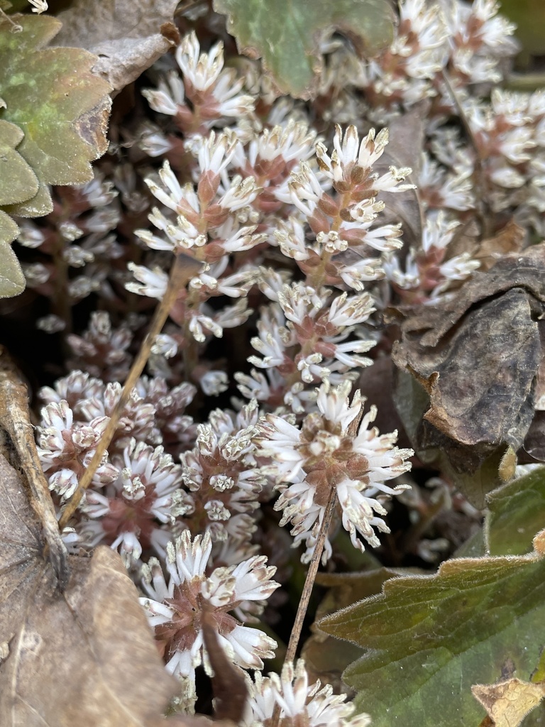 Allegheny Spurge in April 2022 by Isabella Ibarra · iNaturalist