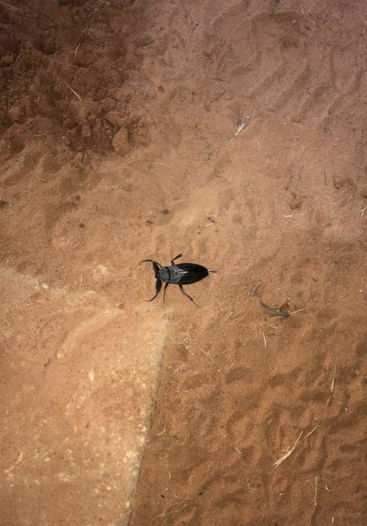 Uhler's Giant Water Bug from Tallahassee, FL, USA on March 29, 2022 at ...