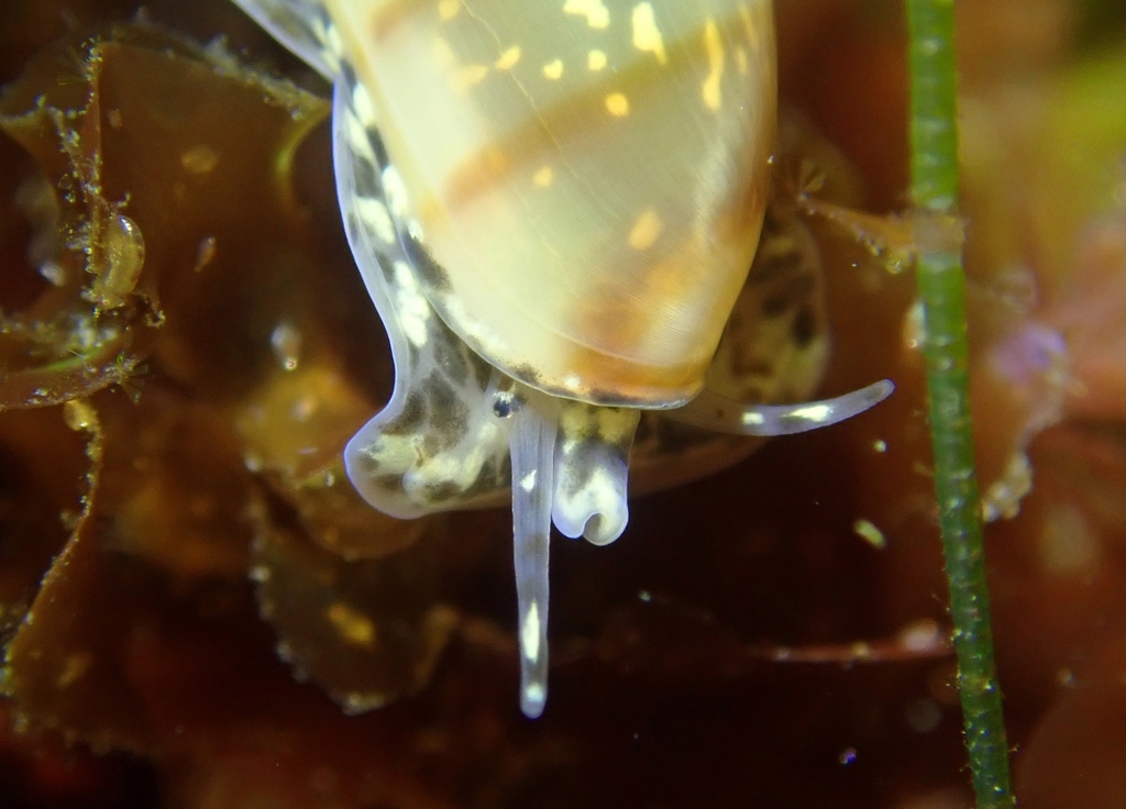 California Marginella from La Jolla, San Diego, CA, USA on April 03 ...