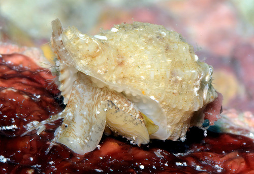 Sinetectula farinosa · iNaturalist