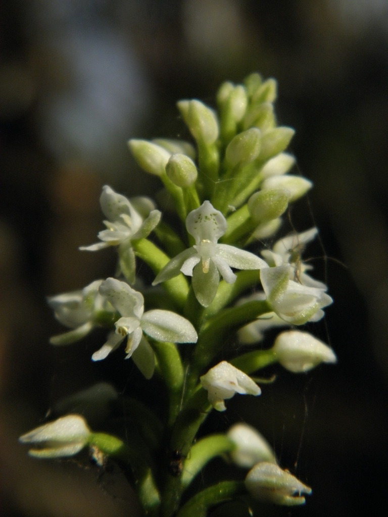 Mossy Helmet Orchid in January 2018 by Jake Antonio Heaton · iNaturalist