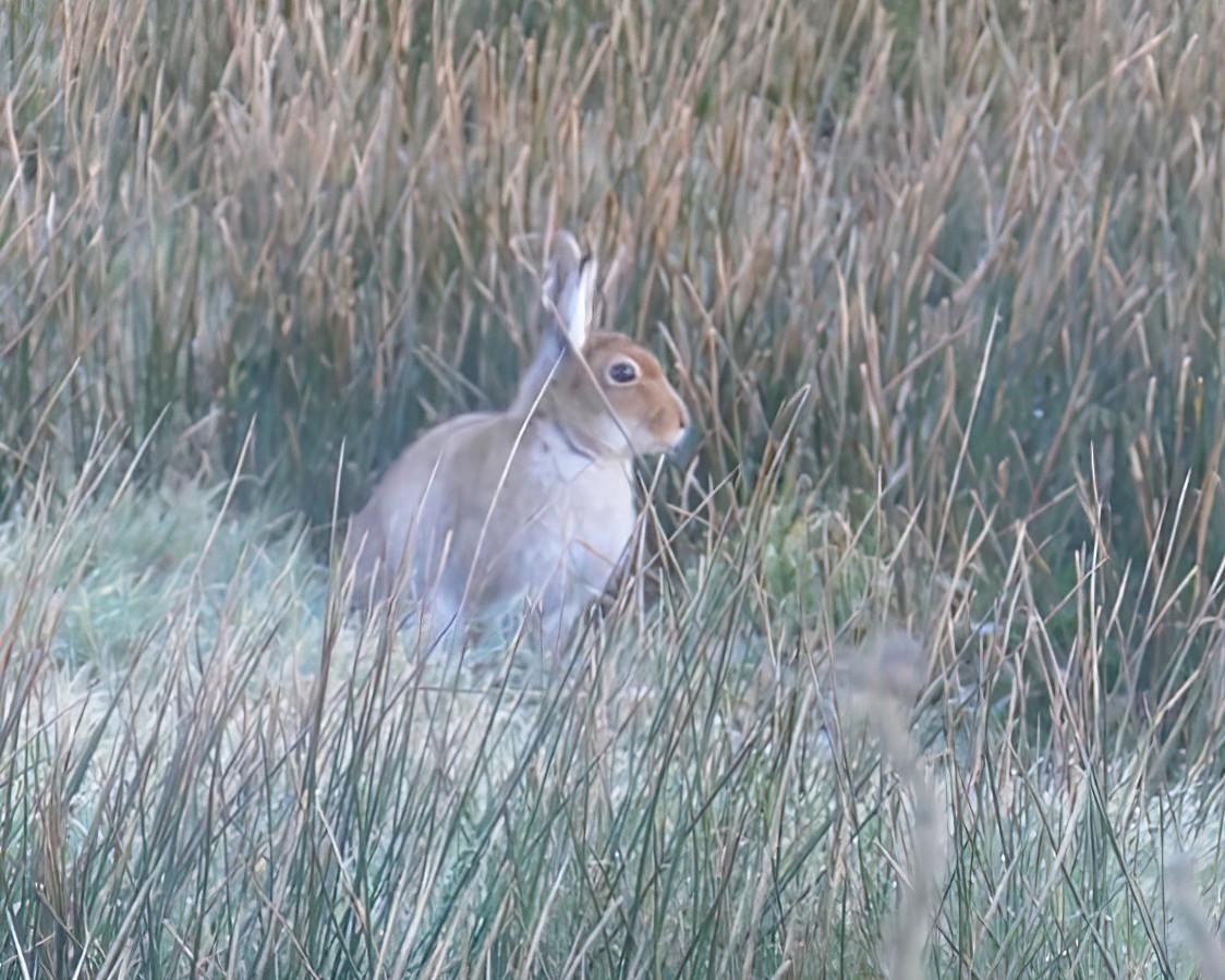 Lepus timidus hibernicus Bell, 1837