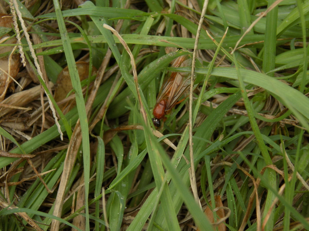 Labidus coecus from Colorado County, TX, USA on April 02, 2022 at 09:14 ...