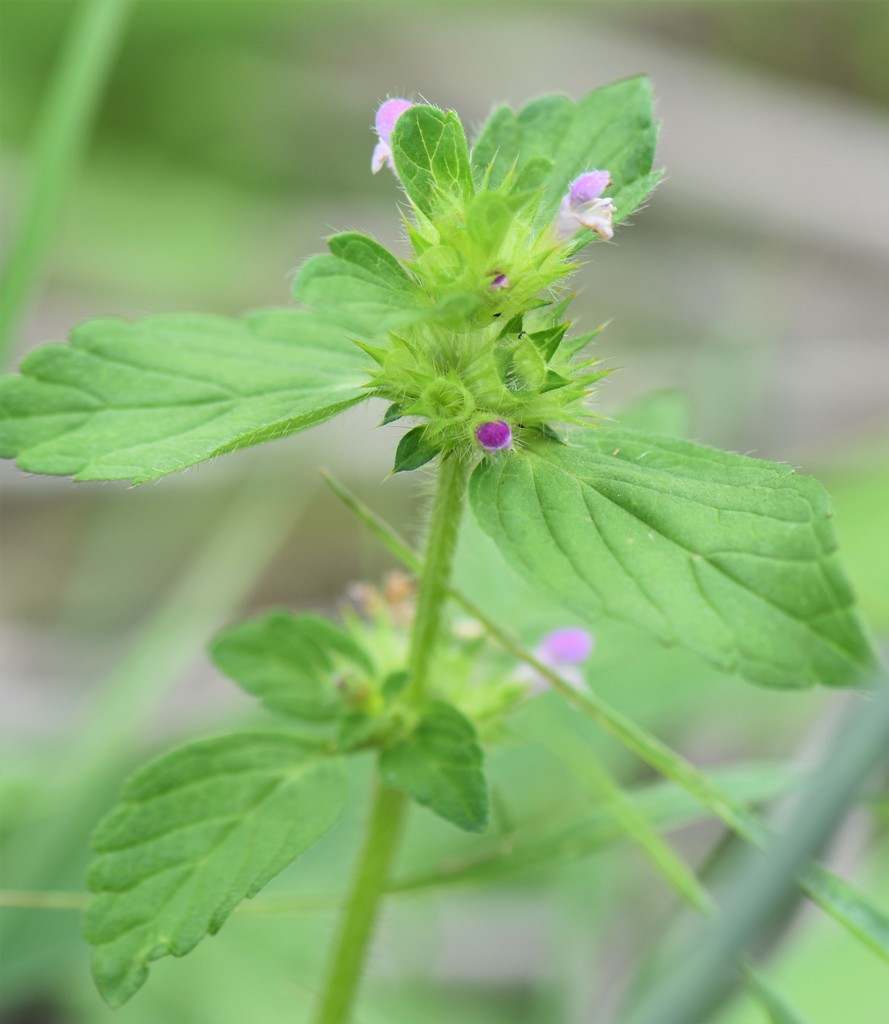 Bifid Hemp-nettle from Prince Albert National Park, SK, Canada on ...