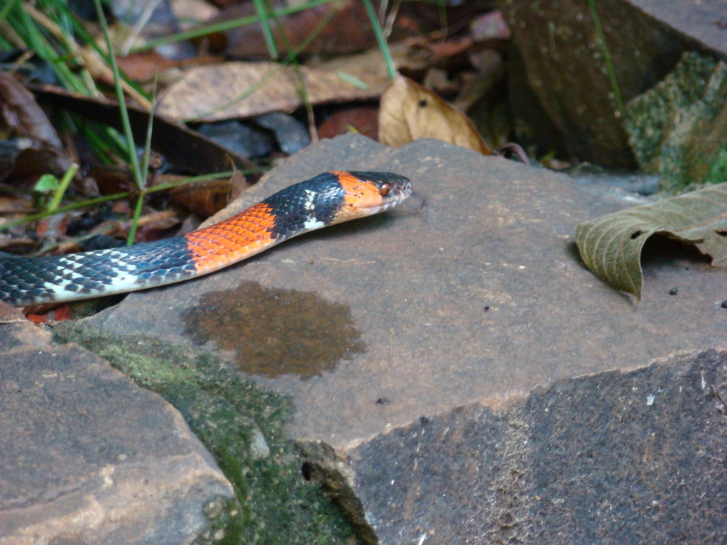 Guibe´s Flame Snake from Foz do Iguaçu - State of Paraná, Brazil on ...