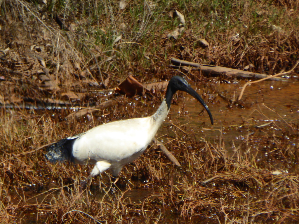 Australian Ibis from Collie WA 6225, Australia on September 28, 2019 at ...