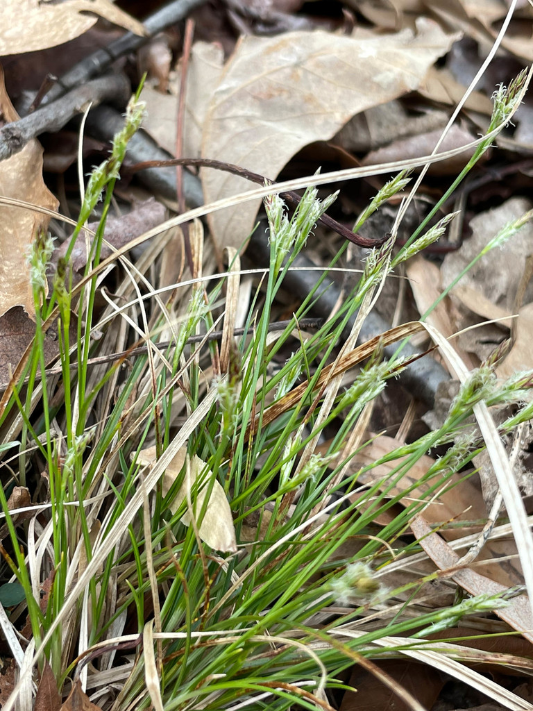 true sedges from Baltimore County, MD, USA on April 03, 2022 at 11:29 ...