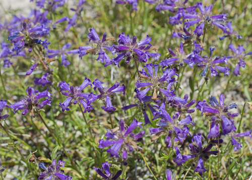 Sierra Beardtongue (Variety Penstemon heterodoxus heterodoxus ...
